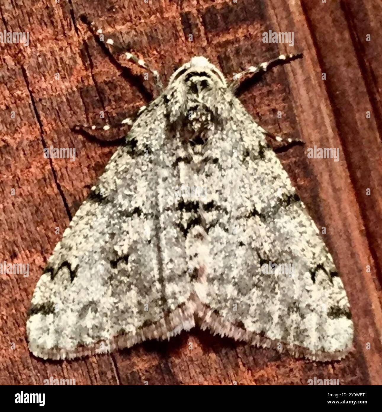 Small Phigalia Moth (Phigalia strigataria) Insecta Stock Photo - Alamy