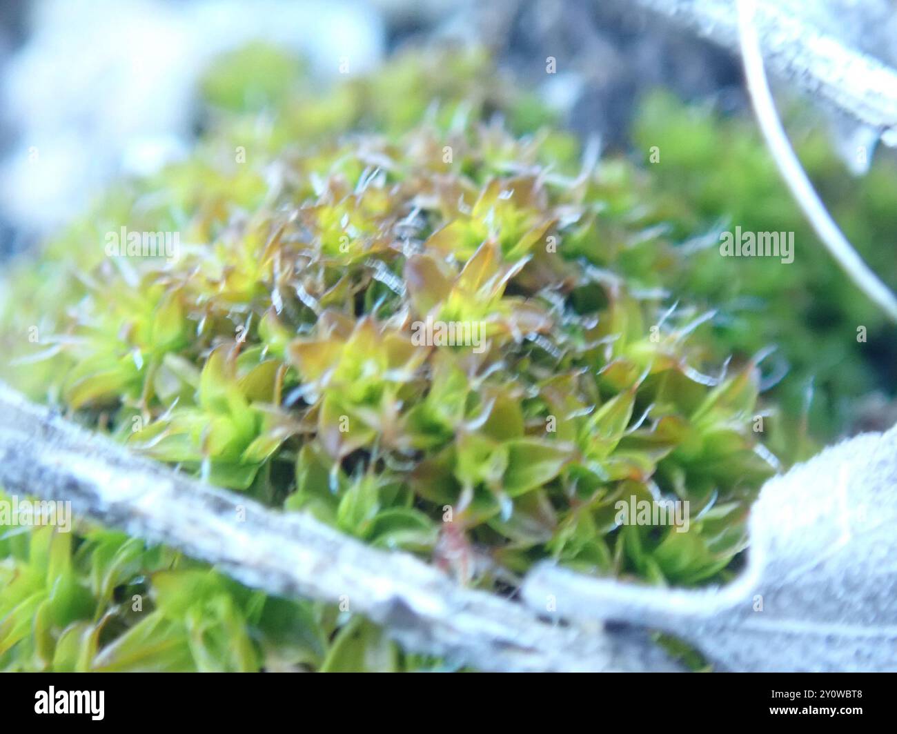Star Moss (Syntrichia ruralis) Plantae Stock Photo - Alamy