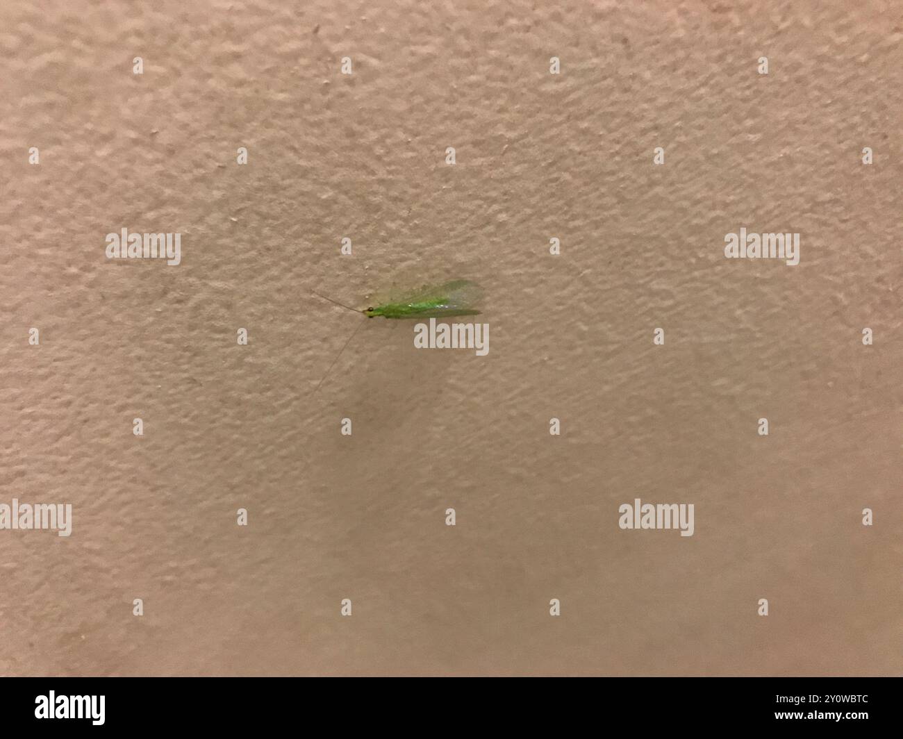 (Chrysoperla externa) Insecta Stock Photo - Alamy