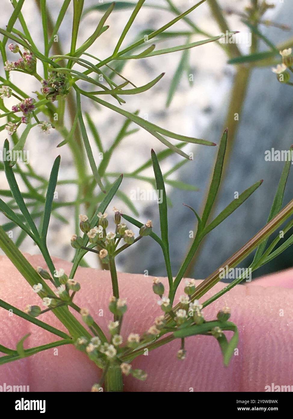 Marsh parsley (Cyclospermum leptophyllum) Plantae Stock Photo - Alamy