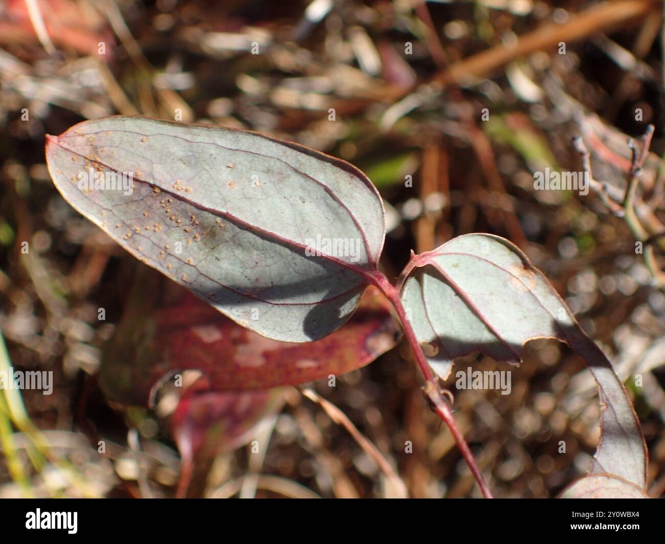 sawbrier (Smilax glauca) Plantae Stock Photo - Alamy
