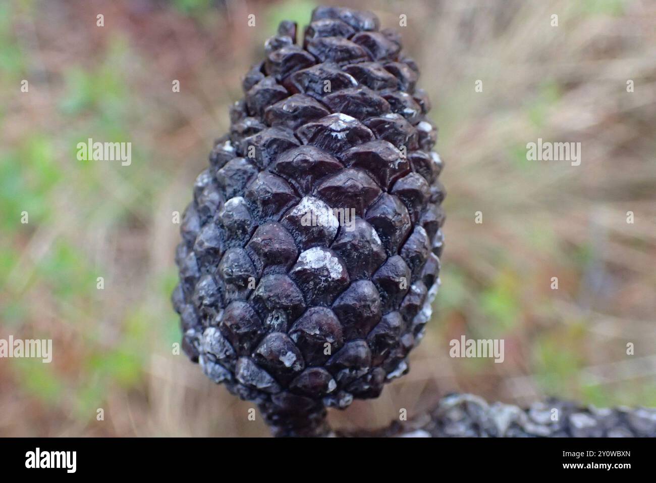 pond pine (Pinus serotina) Plantae Stock Photo - Alamy