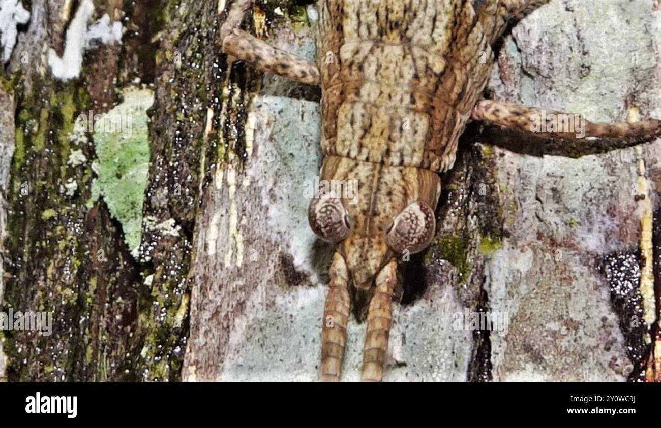 Bark-mimicking Grasshopper (Coryphistes ruricola) Insecta Stock Photo ...