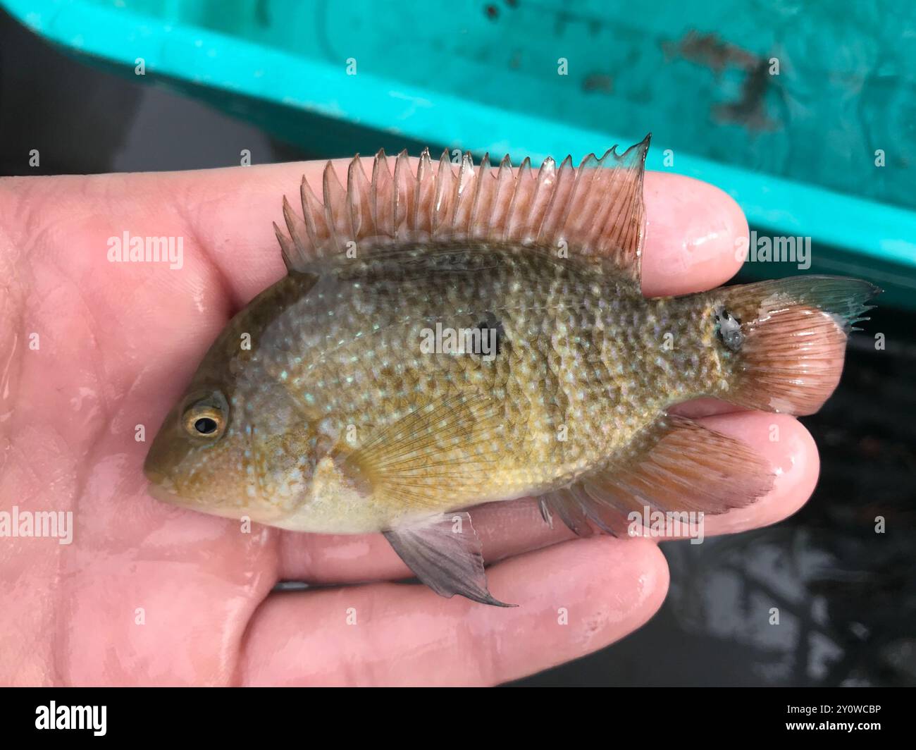 Texas Cichlid (Herichthys cyanoguttatus) Actinopterygii Stock Photo - Alamy