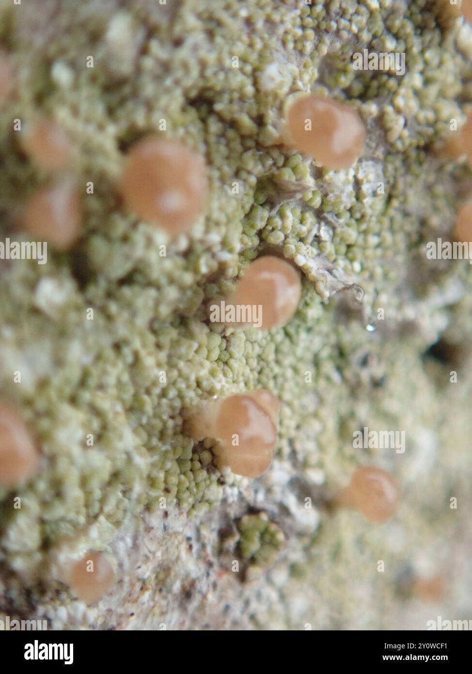 Brown Beret Lichen (Baeomyces rufus) Fungi Stock Photo - Alamy