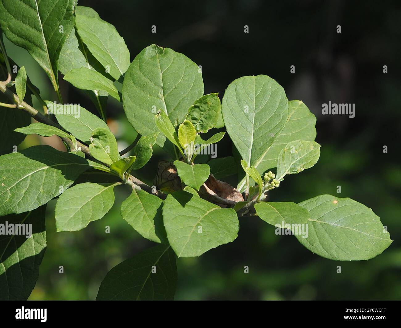 River Bittertea (Gymnanthemum amygdalinum) Plantae Stock Photo - Alamy