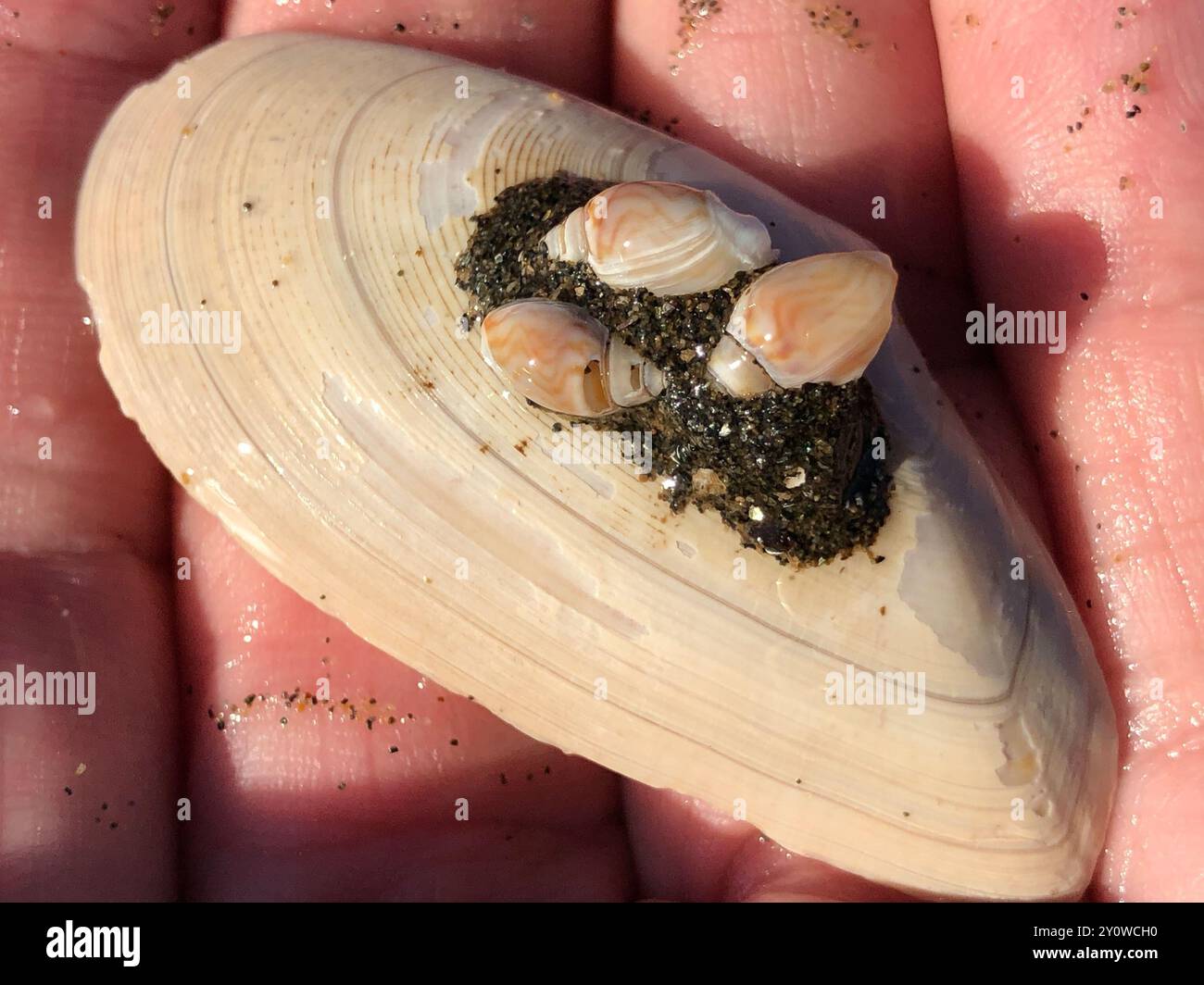 Bodega Tellin (Megangulus bodegensis) Mollusca Stock Photo - Alamy