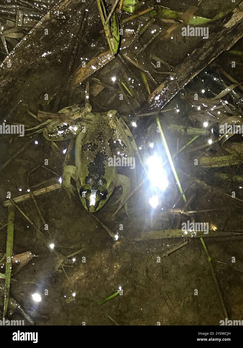 Lesser Swimming Frog (Pseudis minuta) Amphibia Stock Photo - Alamy