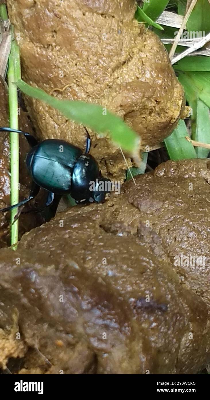 Dung Rollers (Canthon) Insecta Stock Photo - Alamy