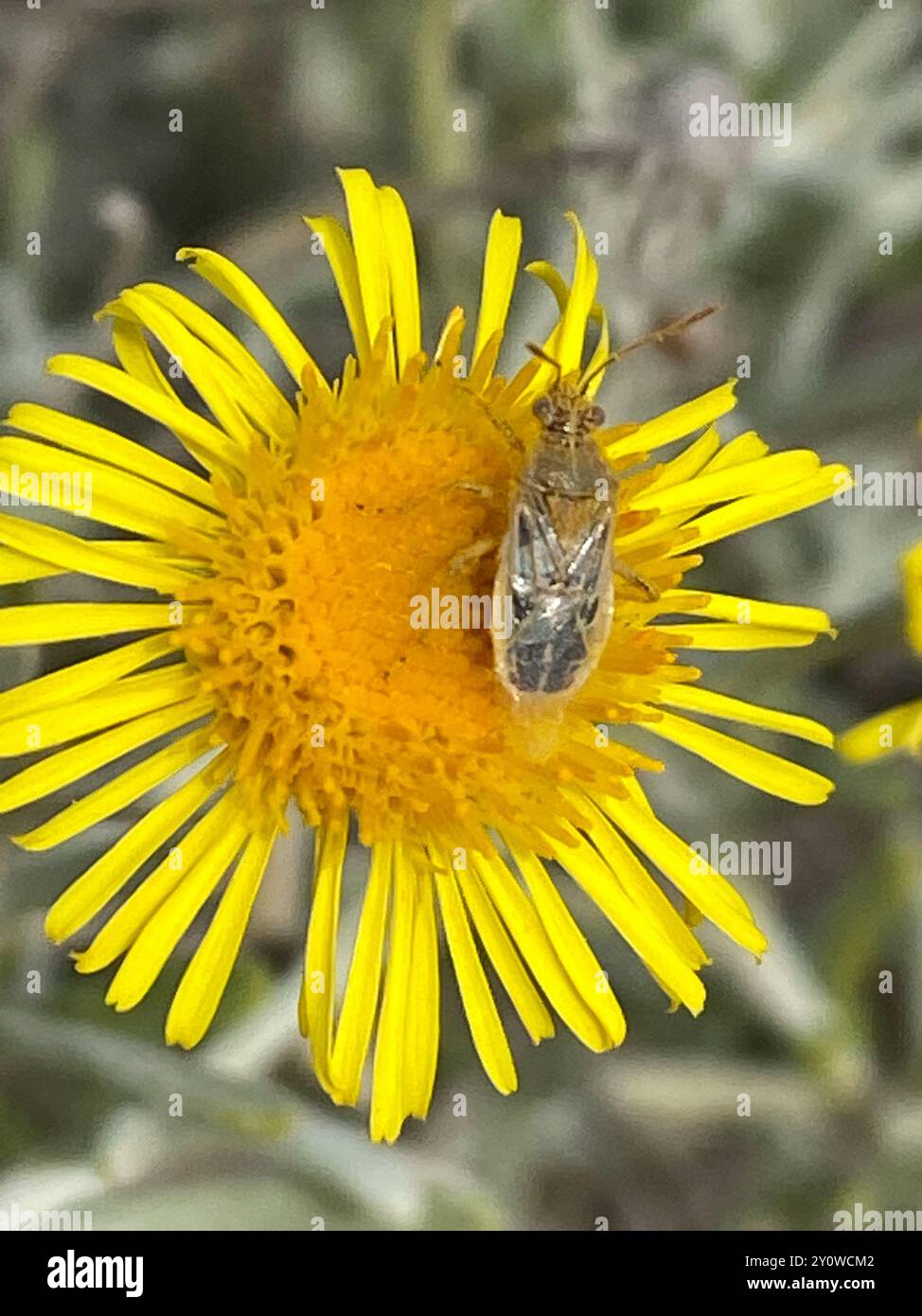 Hyaline grass bug hi-res stock photography and images - Alamy