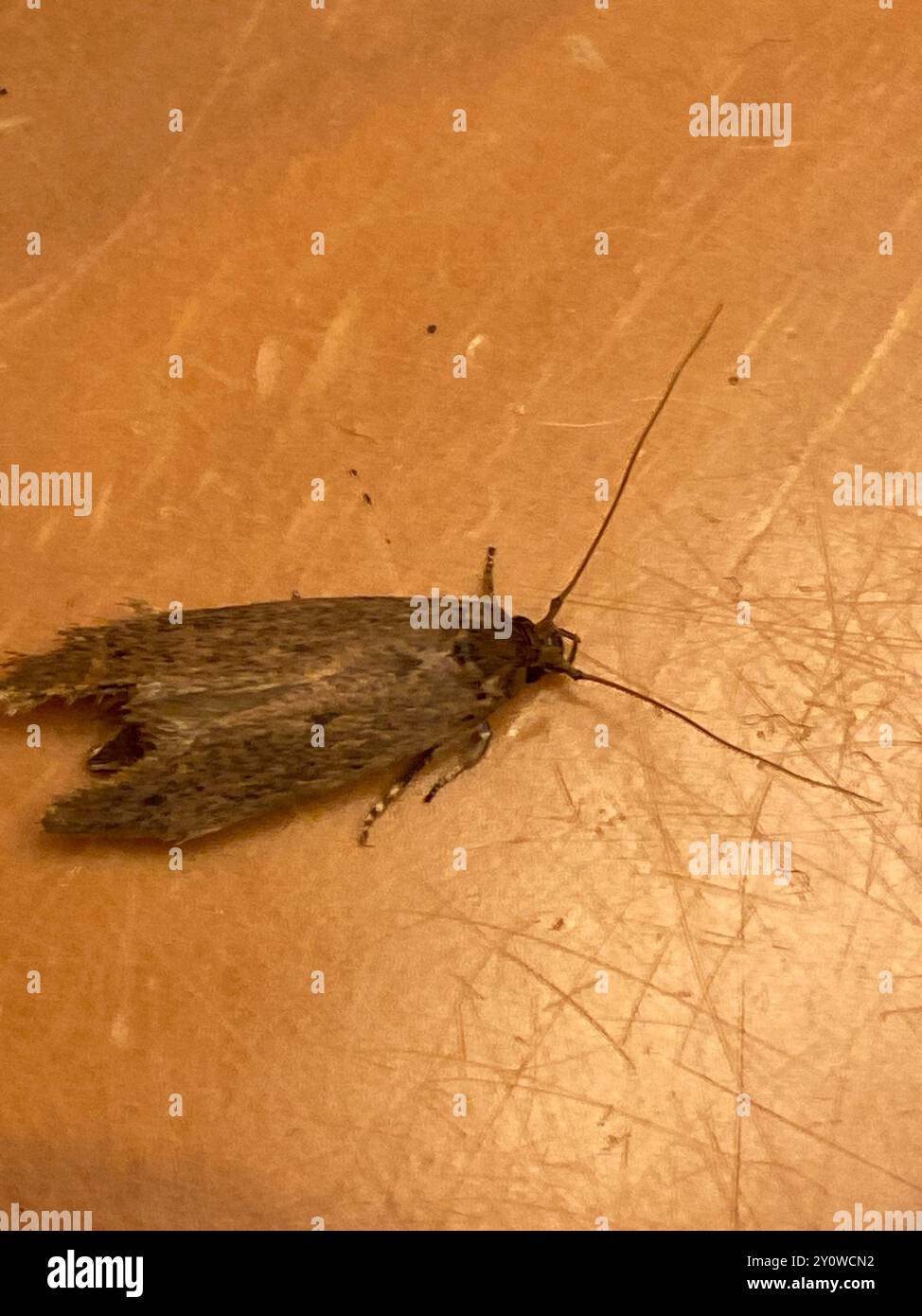 Sugar-cane Moth (Opogona sacchari) Insecta Stock Photo - Alamy