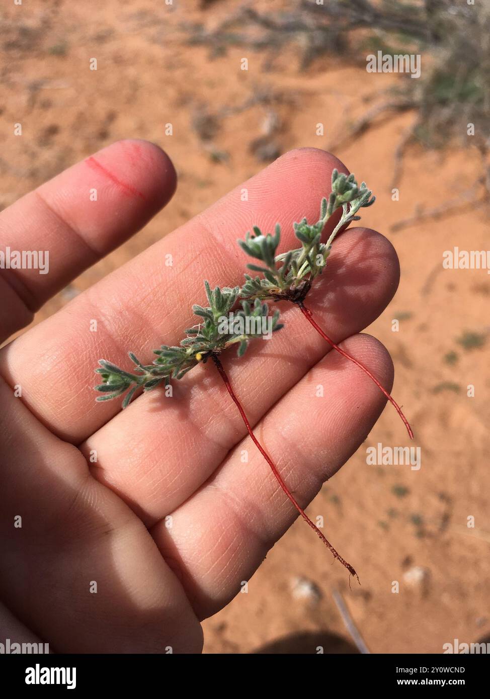 Redroot Cryptantha (Eremocarya micrantha) Plantae Stock Photo - Alamy