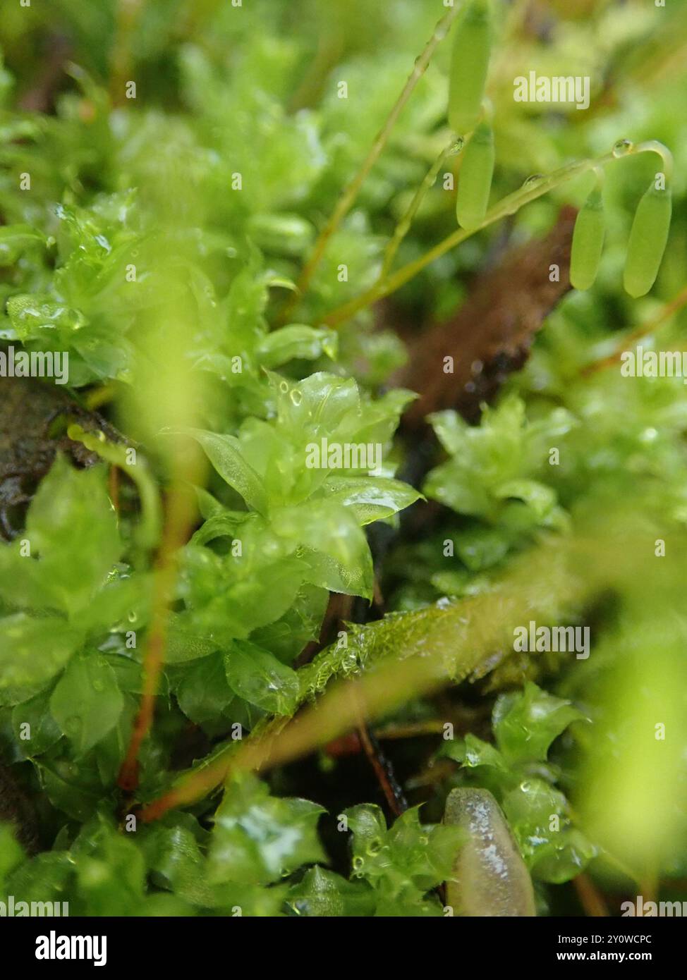magnificent leafy moss (Plagiomnium venustum) Plantae Stock Photo - Alamy