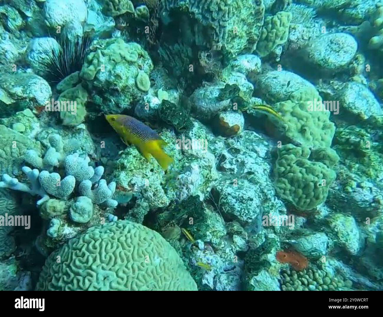 Spanish Hogfish (Bodianus rufus) Actinopterygii Stock Photo - Alamy