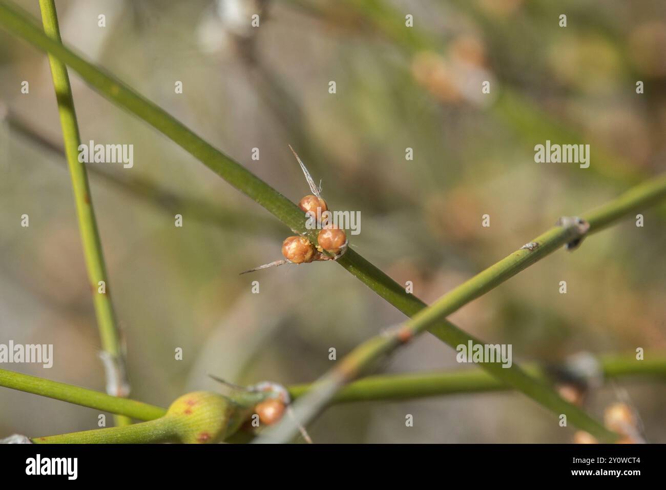 longleaf ephedra (Ephedra trifurca) Plantae Stock Photo - Alamy