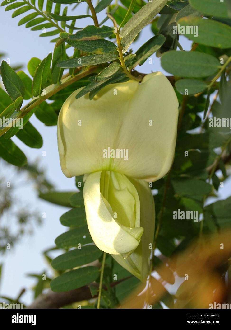 Agati (Sesbania grandiflora) Plantae Stock Photo - Alamy