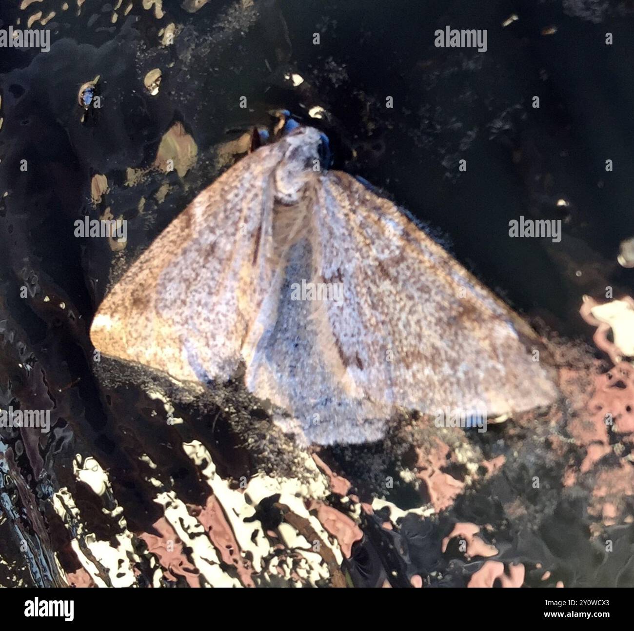 Fall Cankerworm Moth (Alsophila pometaria) Insecta Stock Photo - Alamy