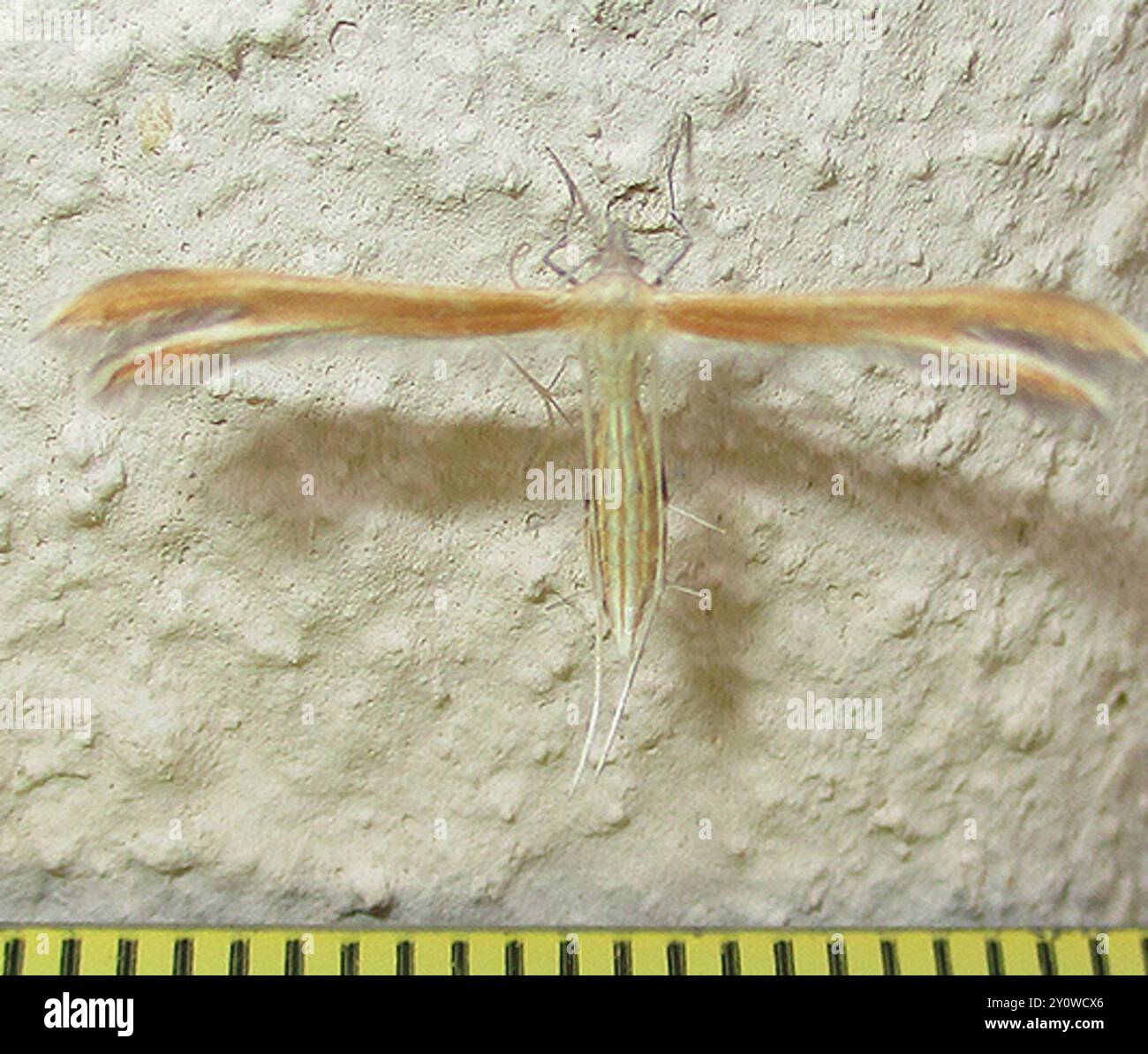 Plume Moths (Pterophoridae) Insecta Stock Photo - Alamy