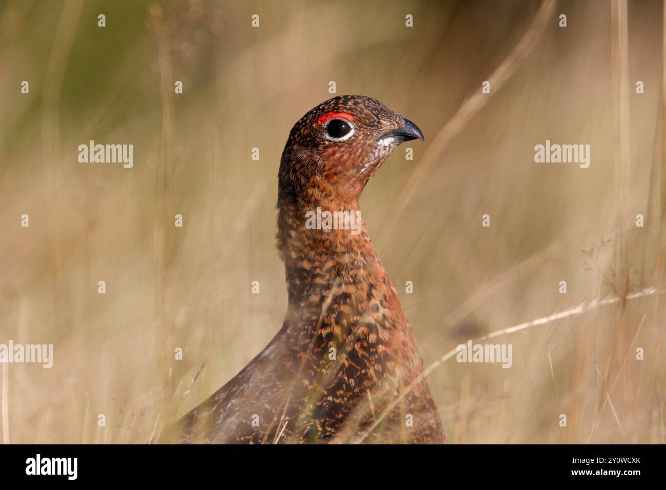 RED GROUSE, Scotland, UK Stock Photo - Alamy