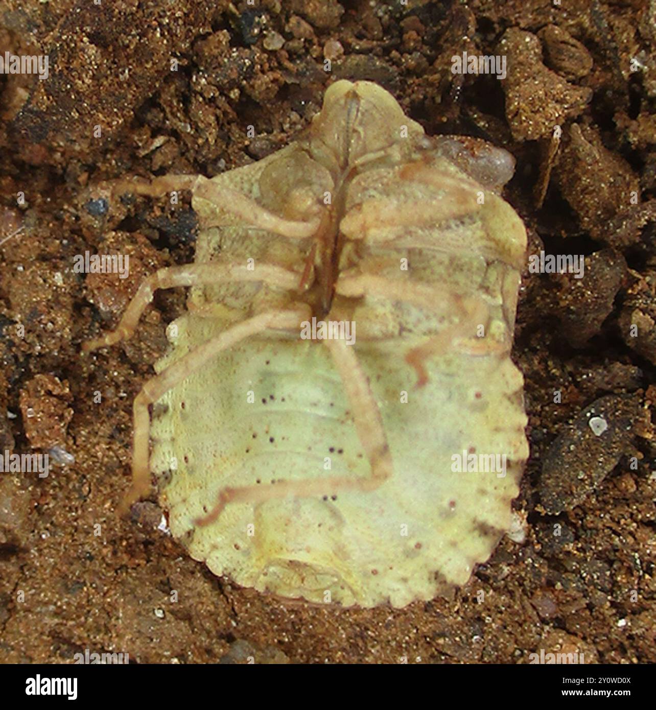 Sculptured Shieldbug (Xerobia sculpturata) Insecta Stock Photo - Alamy