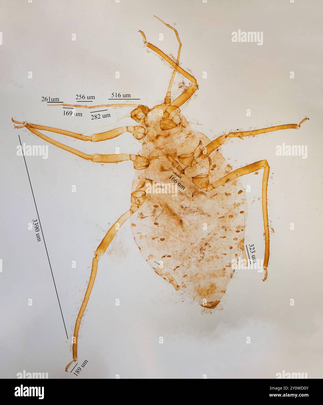 Willow Bark Aphids (Pterocomma) Insecta Stock Photo - Alamy