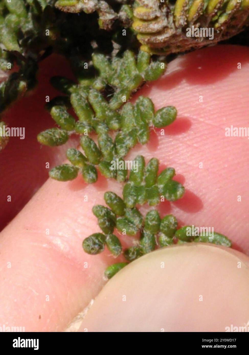 lace lip fern (Myriopteris gracillima) Plantae Stock Photo - Alamy