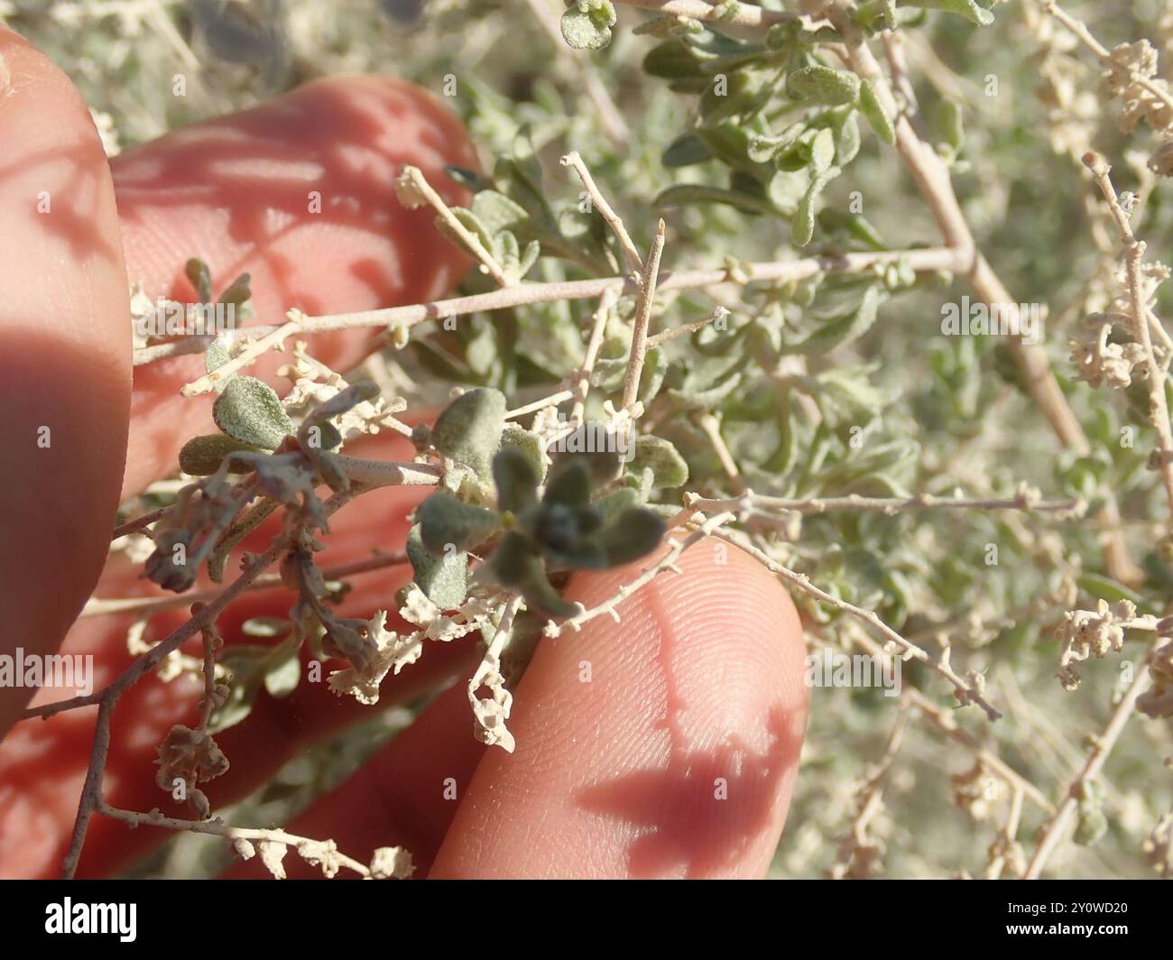 Cattle Saltbush (Atriplex polycarpa) Plantae Stock Photo - Alamy