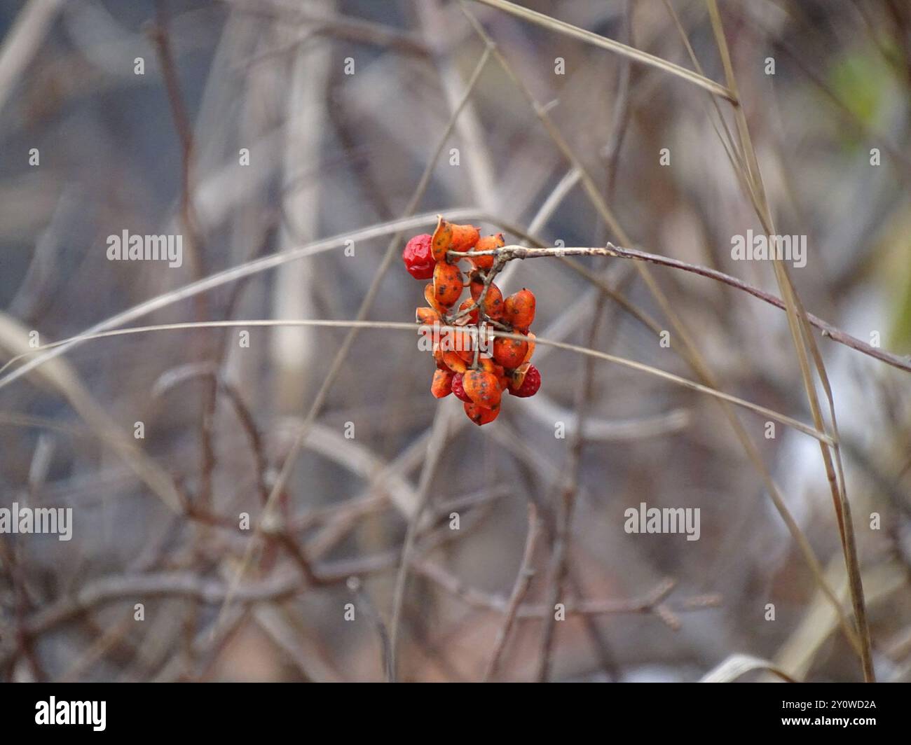 American bittersweet (Celastrus scandens) Plantae Stock Photo - Alamy