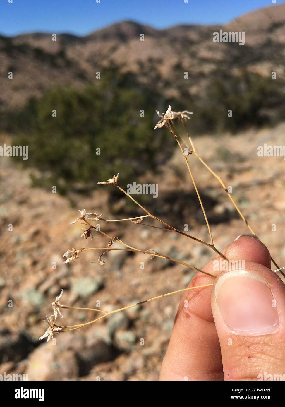 ragleaf bahia (Hymenothrix dissecta) Plantae Stock Photo - Alamy