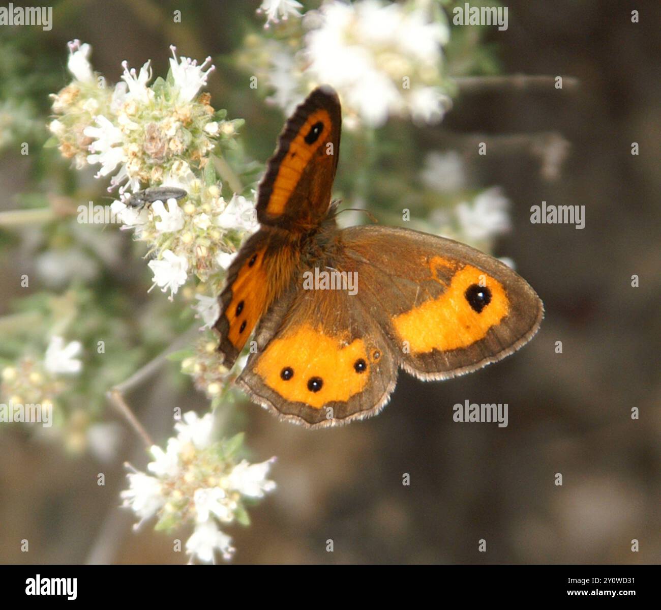 Spanish Gatekeeper (Pyronia bathseba) Insecta Stock Photo - Alamy