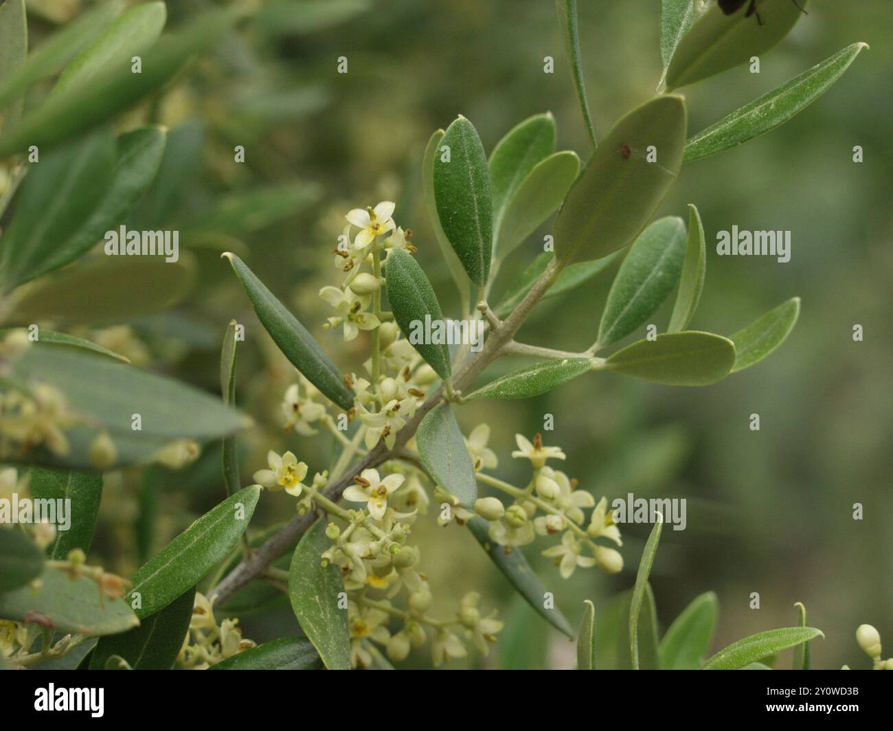 Olive (Olea europaea) Plantae Stock Photo - Alamy