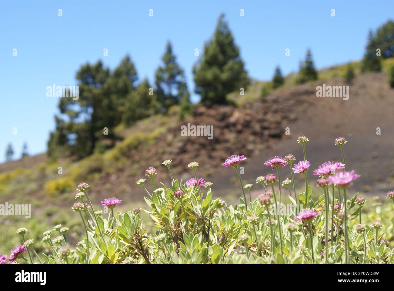 (Pterocephalus porphyranthus) Plantae Stock Photo - Alamy