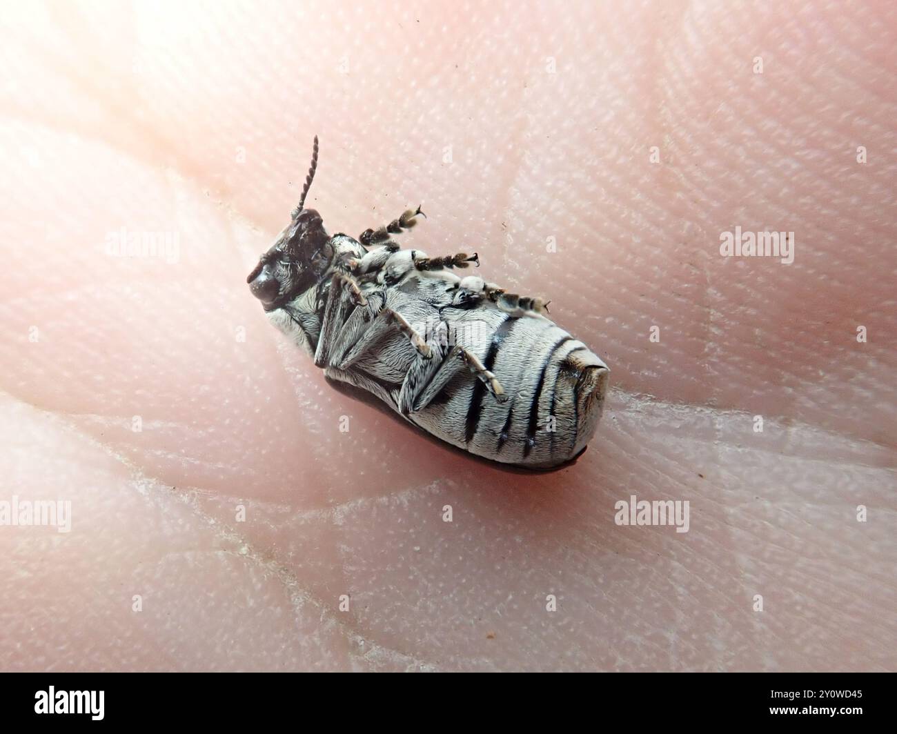 (Coscinoptera terebellum) Insecta Stock Photo - Alamy