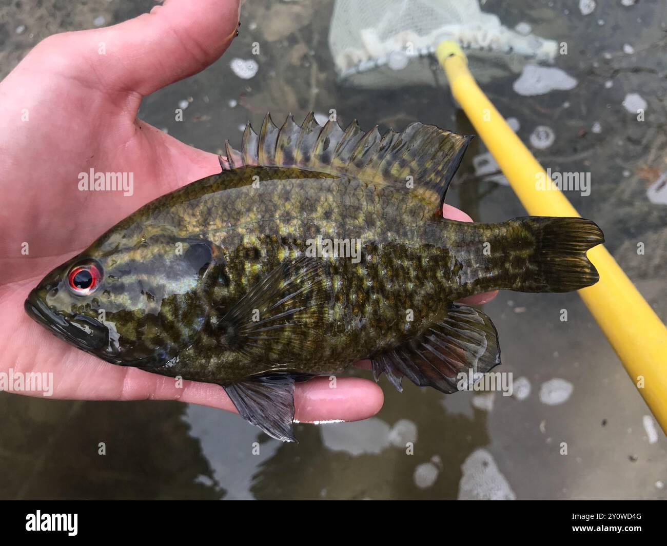 Warmouth (Lepomis gulosus) Actinopterygii Stock Photo - Alamy