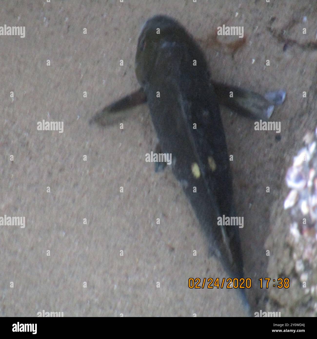 Opaleye (Girella nigricans) Actinopterygii Stock Photo - Alamy