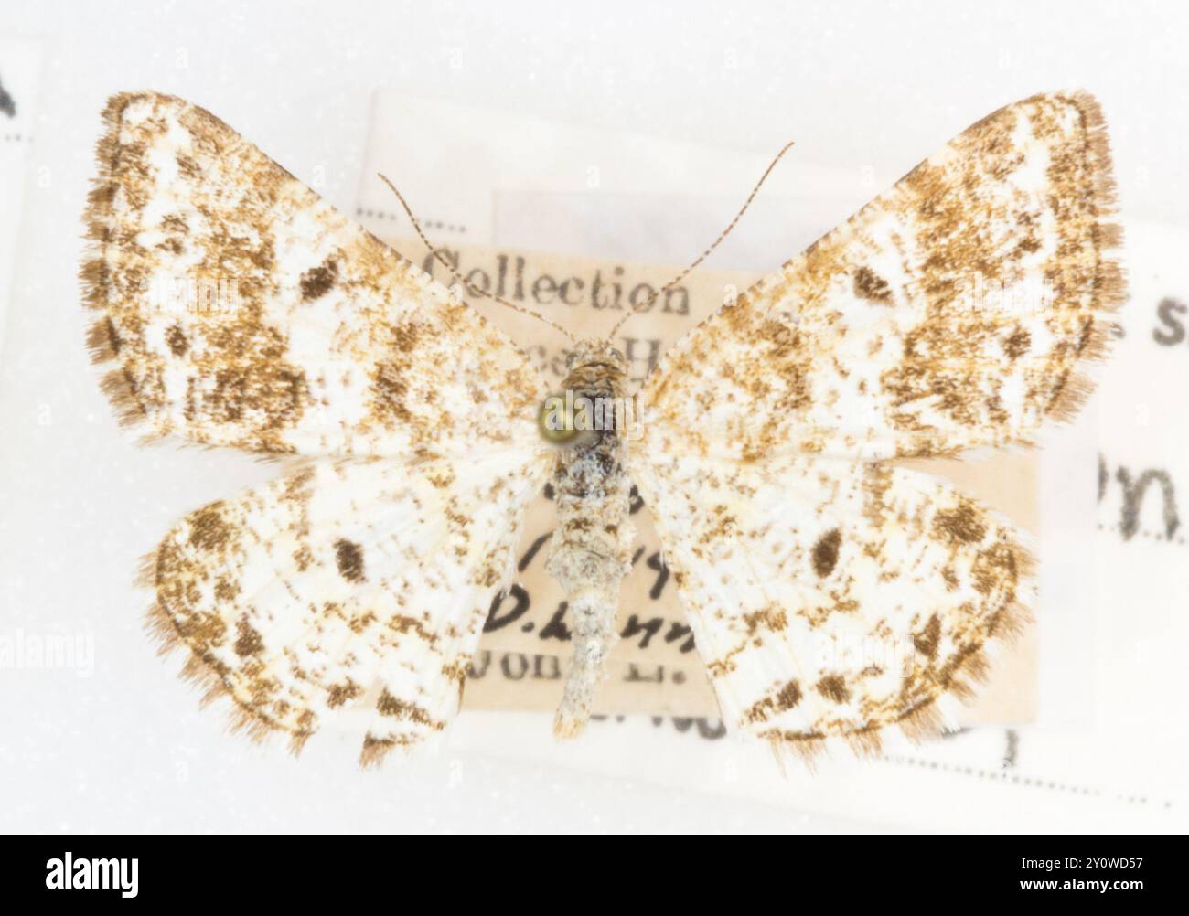 Powder Moth (Eufidonia notataria) Insecta Stock Photo - Alamy