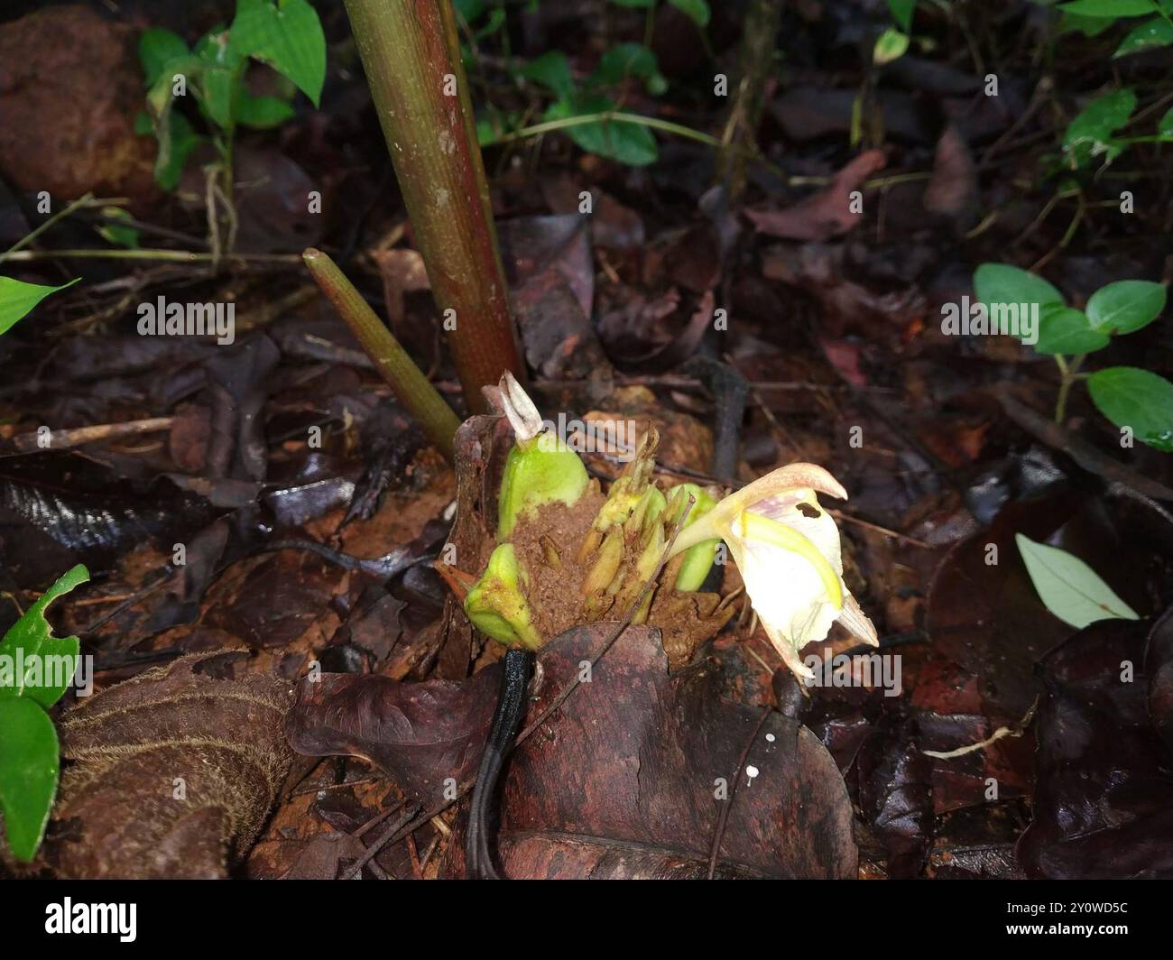 (Zingiber roseum) Plantae Stock Photo - Alamy