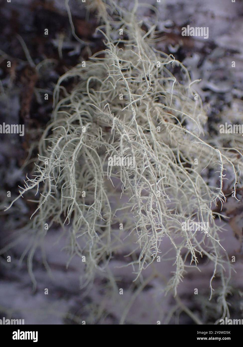 Bristly Beard Lichen (Usnea hirta) Fungi Stock Photo - Alamy