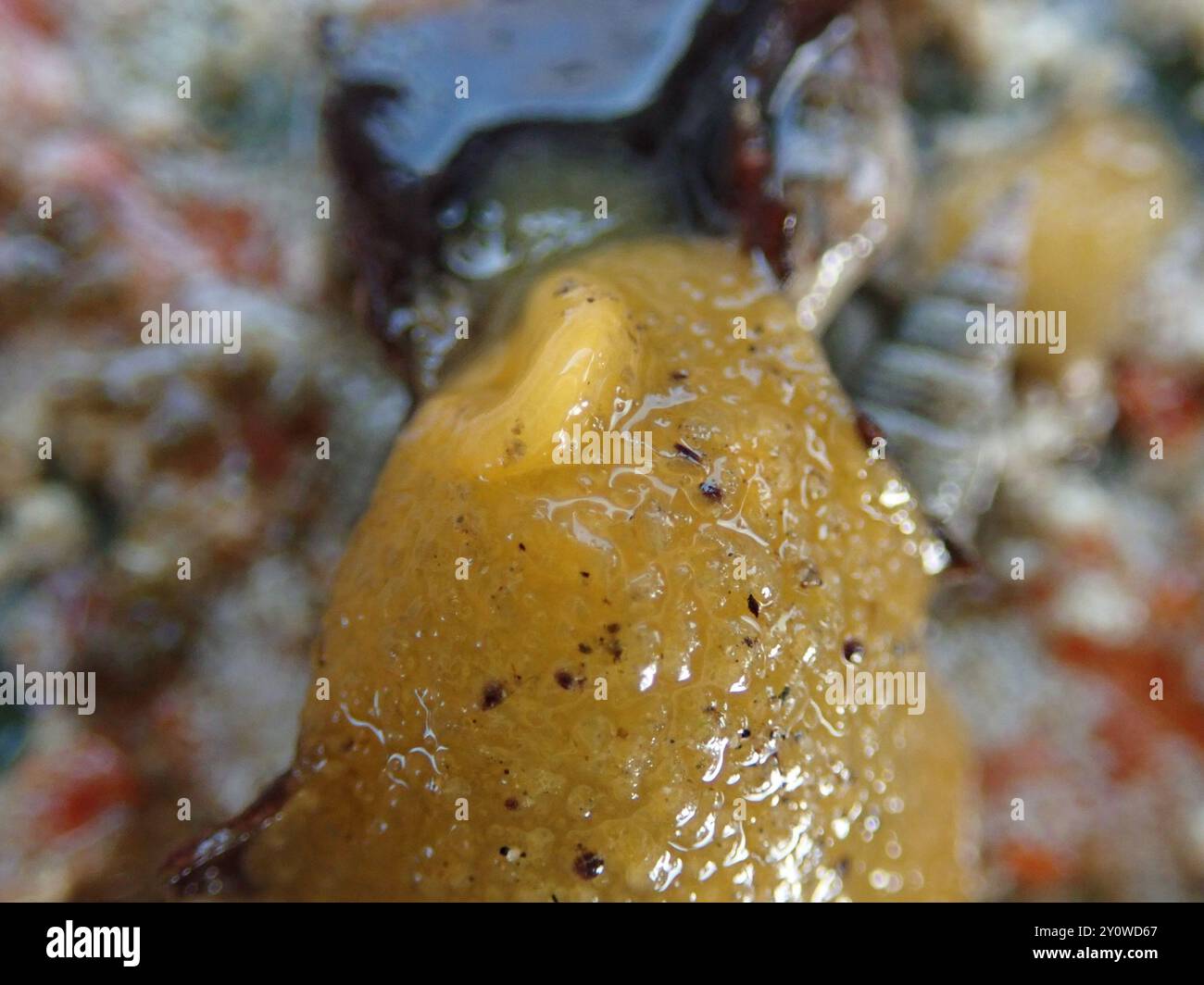 Monterey Dorid (Doris montereyensis) Mollusca Stock Photo - Alamy