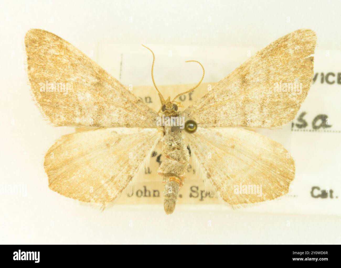 Angle Moths and Allies (Macariini) Insecta Stock Photo - Alamy