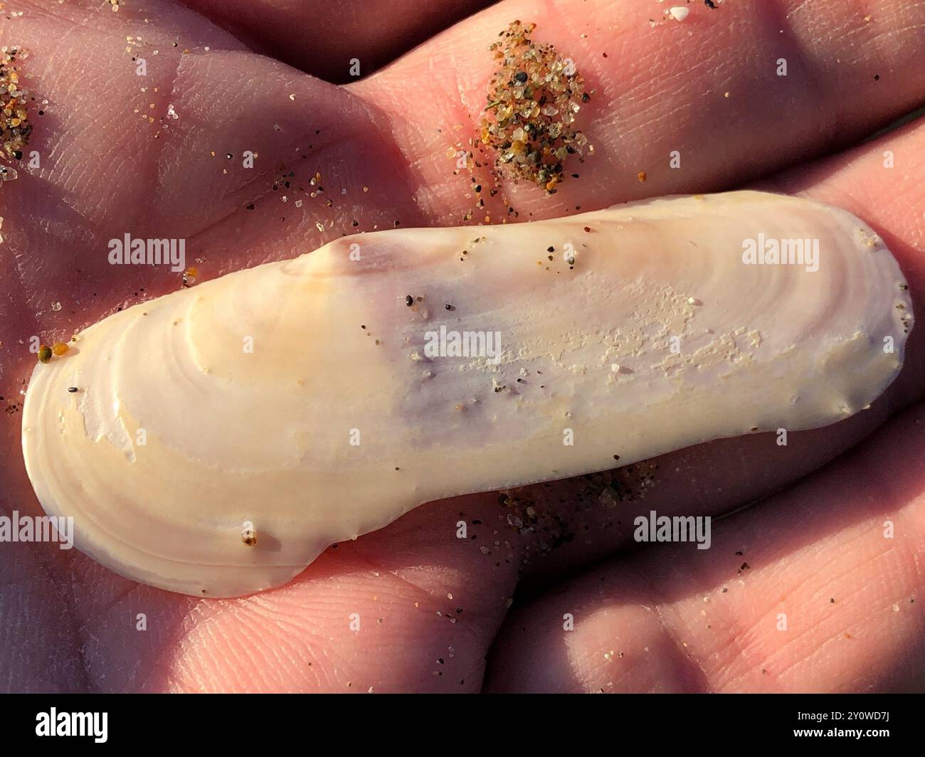 Pacific Razor Clam (Siliqua patula) Mollusca Stock Photo - Alamy