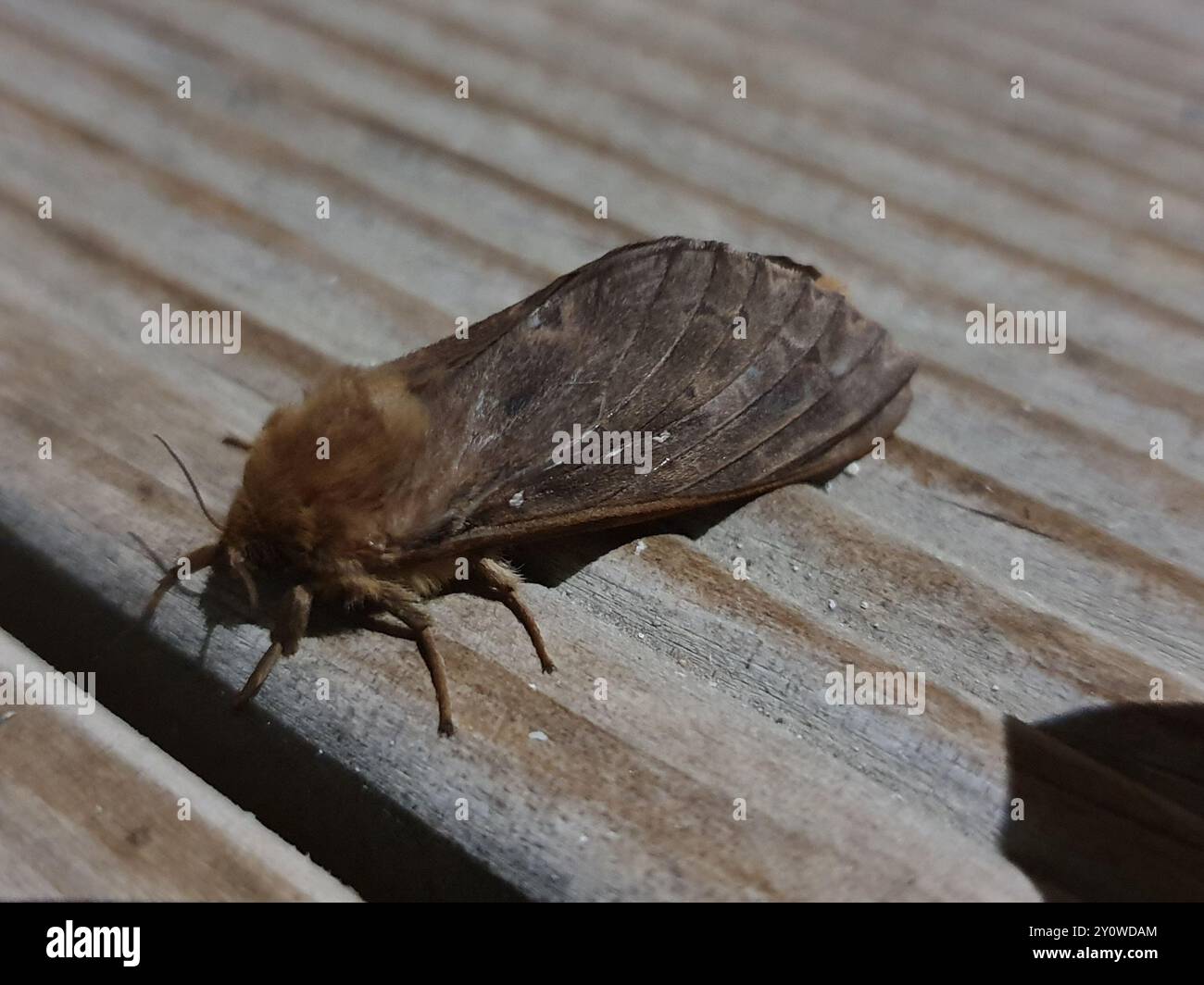 Porina (Wiseana) Insecta Stock Photo - Alamy