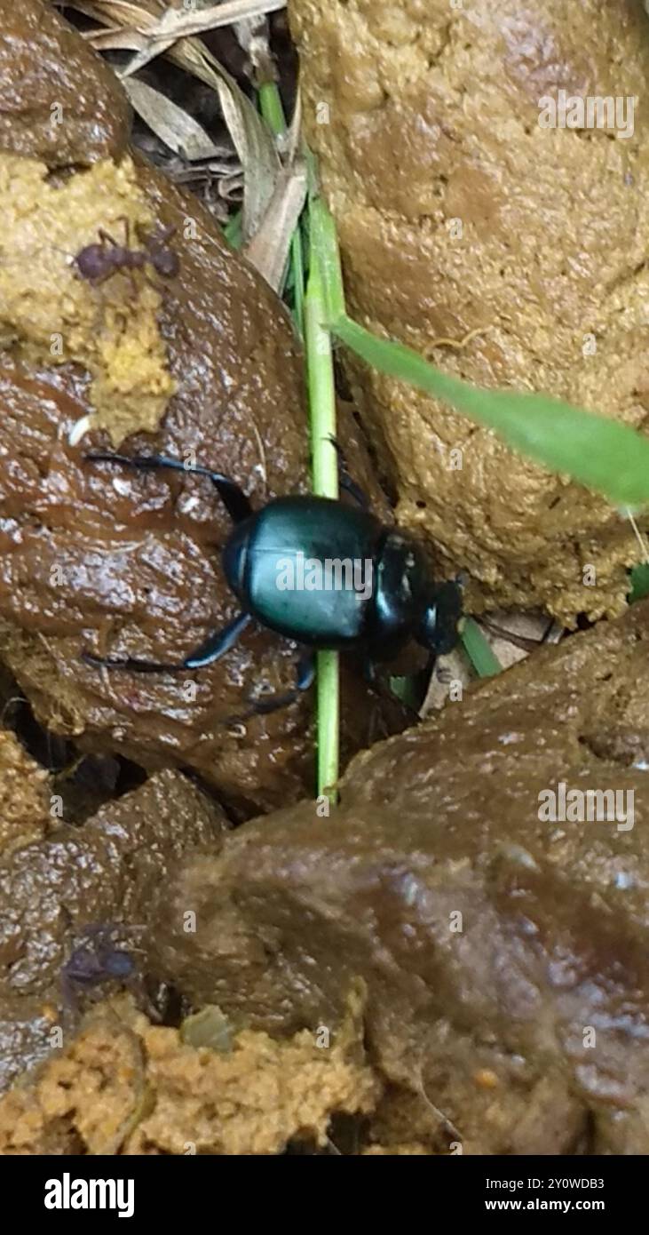 Dung Rollers (Canthon) Insecta Stock Photo - Alamy