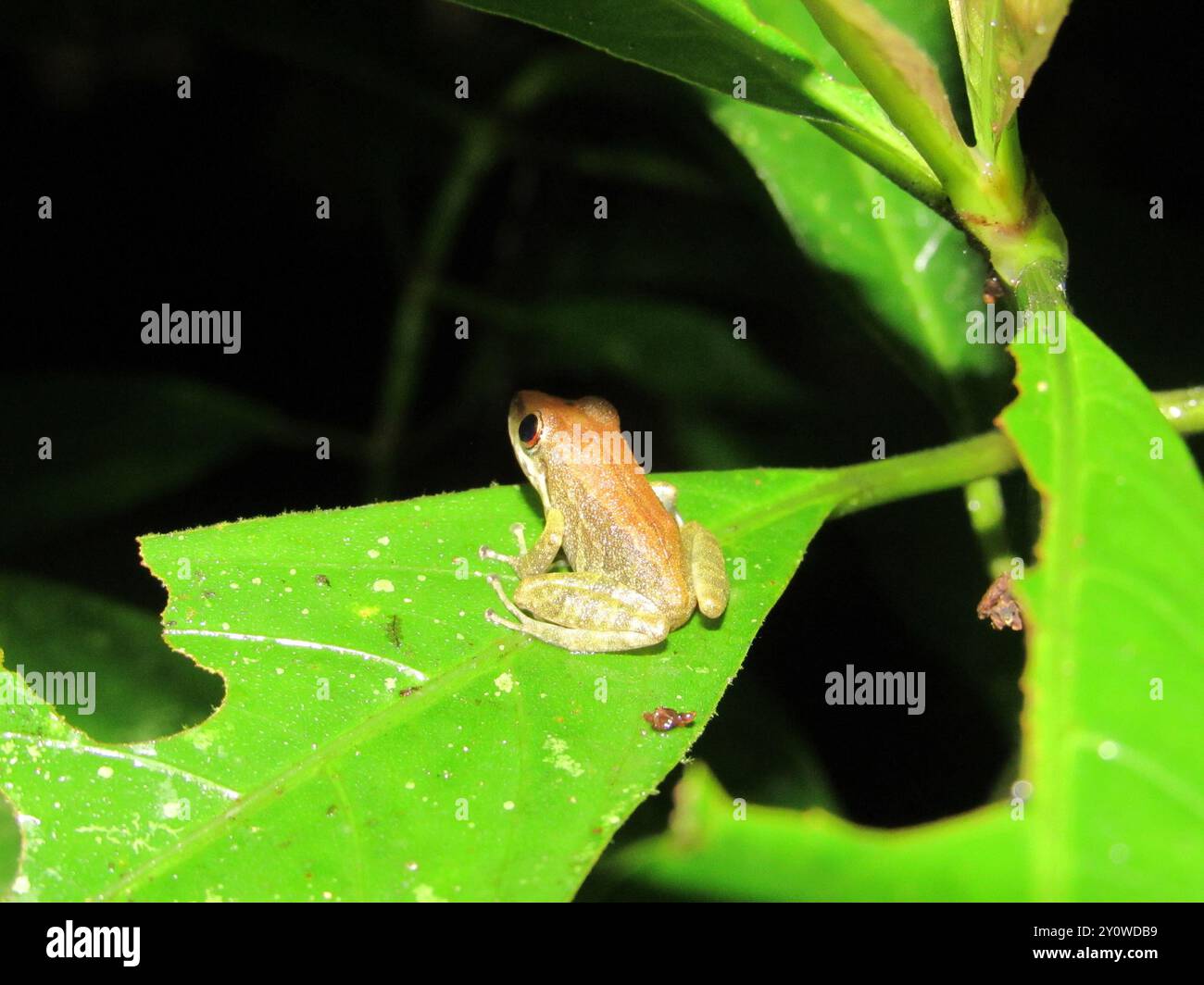 Variable Rain Frog (Pristimantis variabilis) Amphibia Stock Photo - Alamy