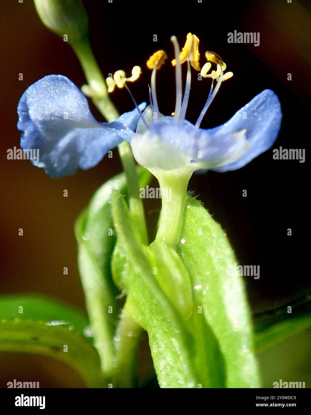tropical spiderwort (Commelina benghalensis) Plantae Stock Photo - Alamy