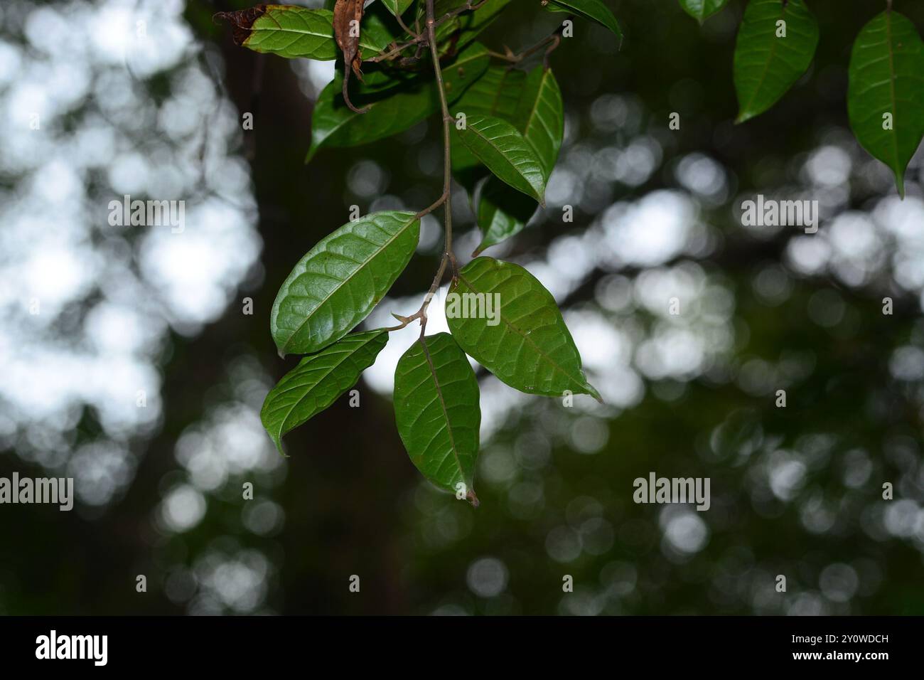 (Ficus nervosa) Plantae Stock Photo - Alamy