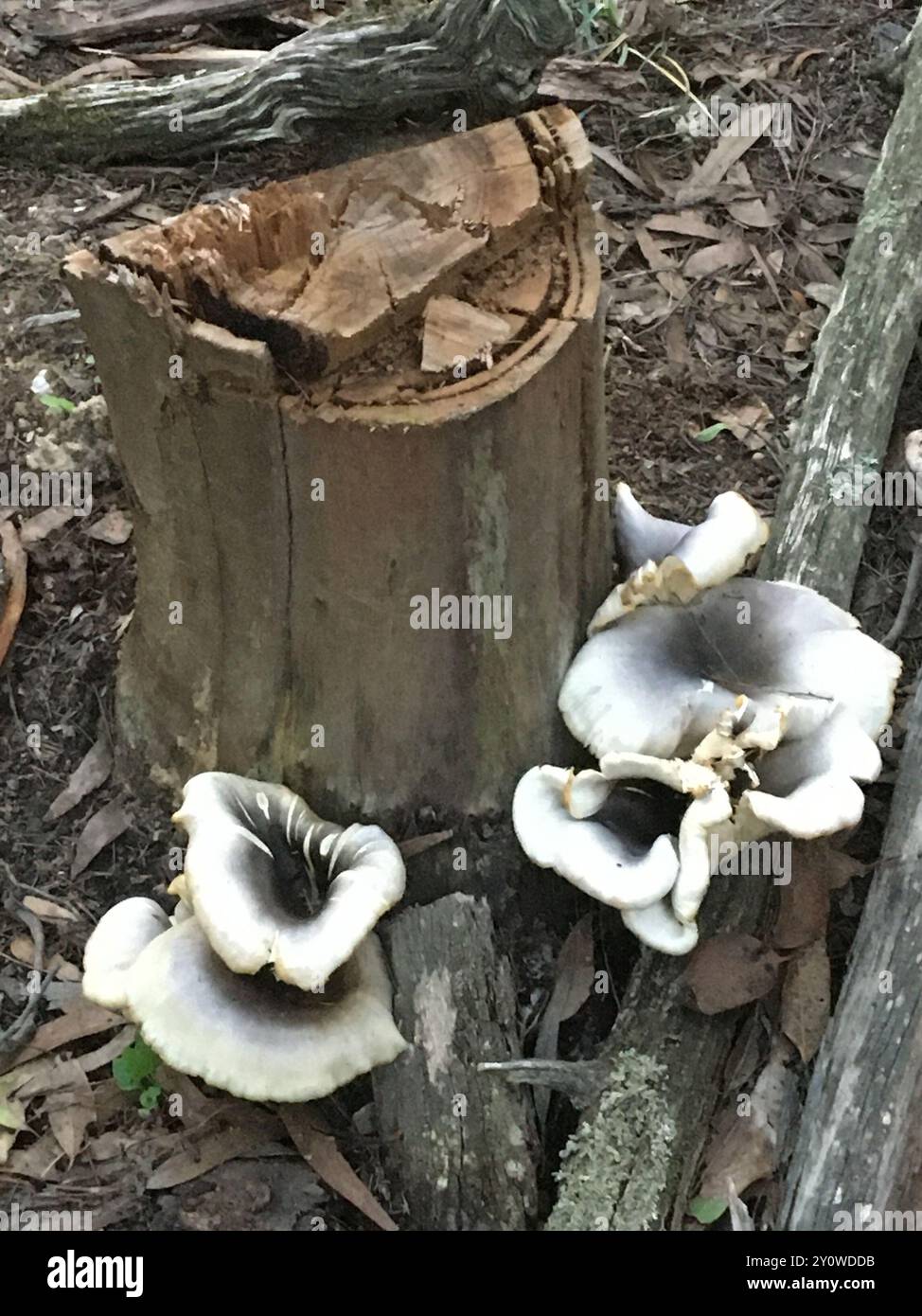 ghost fungus (Omphalotus nidiformis) Fungi Stock Photo - Alamy