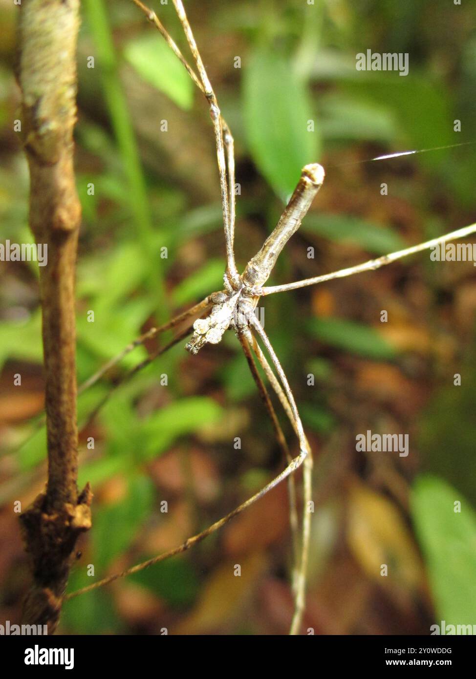 American Ogre-faced Spiders (Deinopis) Arachnida Stock Photo - Alamy