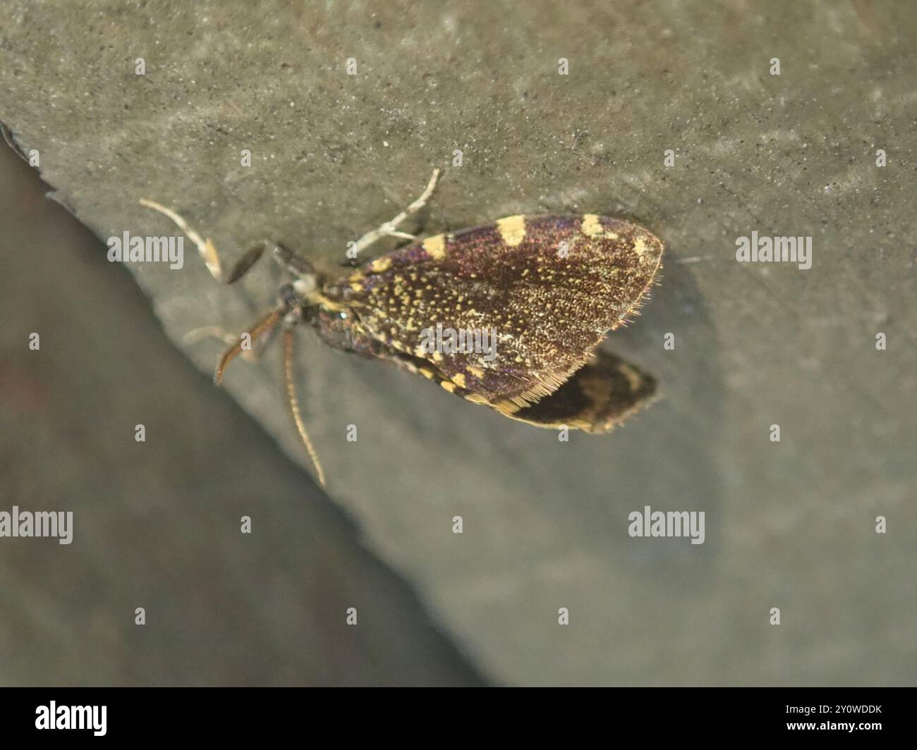Australian bag moth (Cebysa leucotelus) Insecta Stock Photo - Alamy