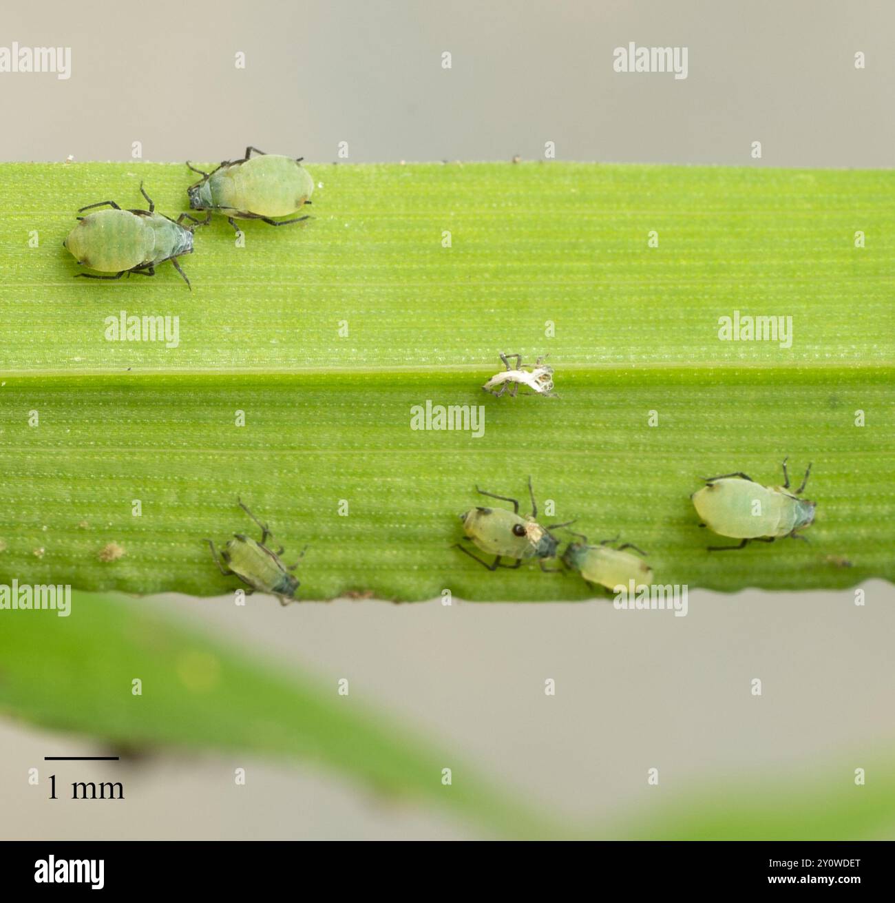 Corn Leaf Aphid (Rhopalosiphum maidis) Insecta Stock Photo - Alamy